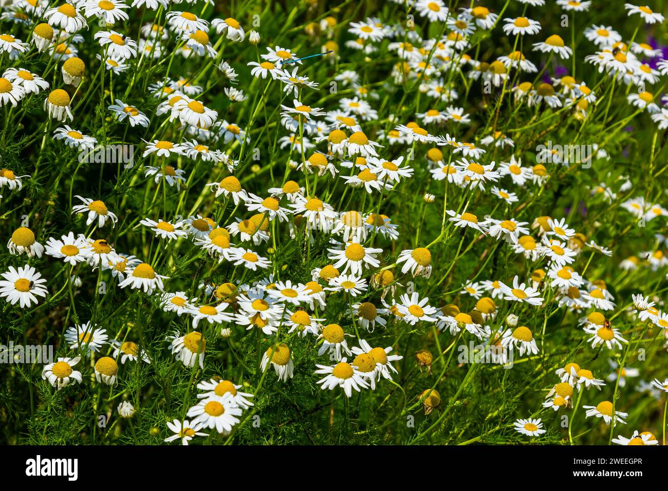 Tripleurospermum inodorum, wild chamomile, mayweed, false chamomile ...