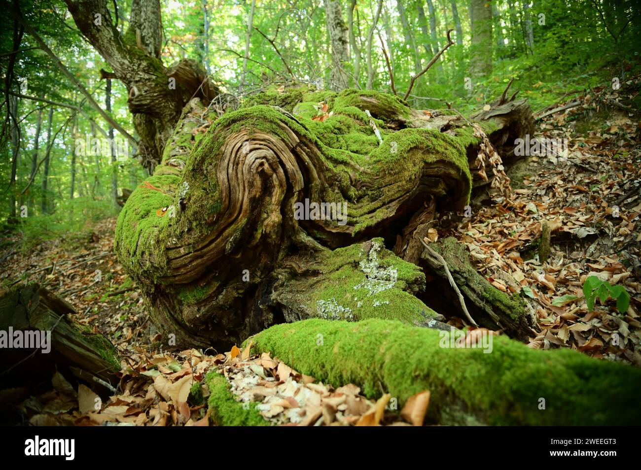 The twisted trunk of a mossy dead chestnut tree lies on the forest ...