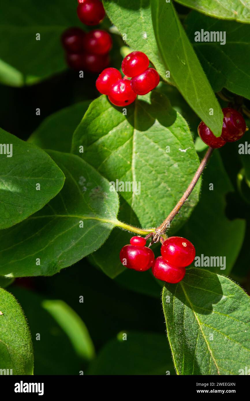 Festive Holiday Honeysuckle Branch with Red Berries Lonicera xylosteum ...