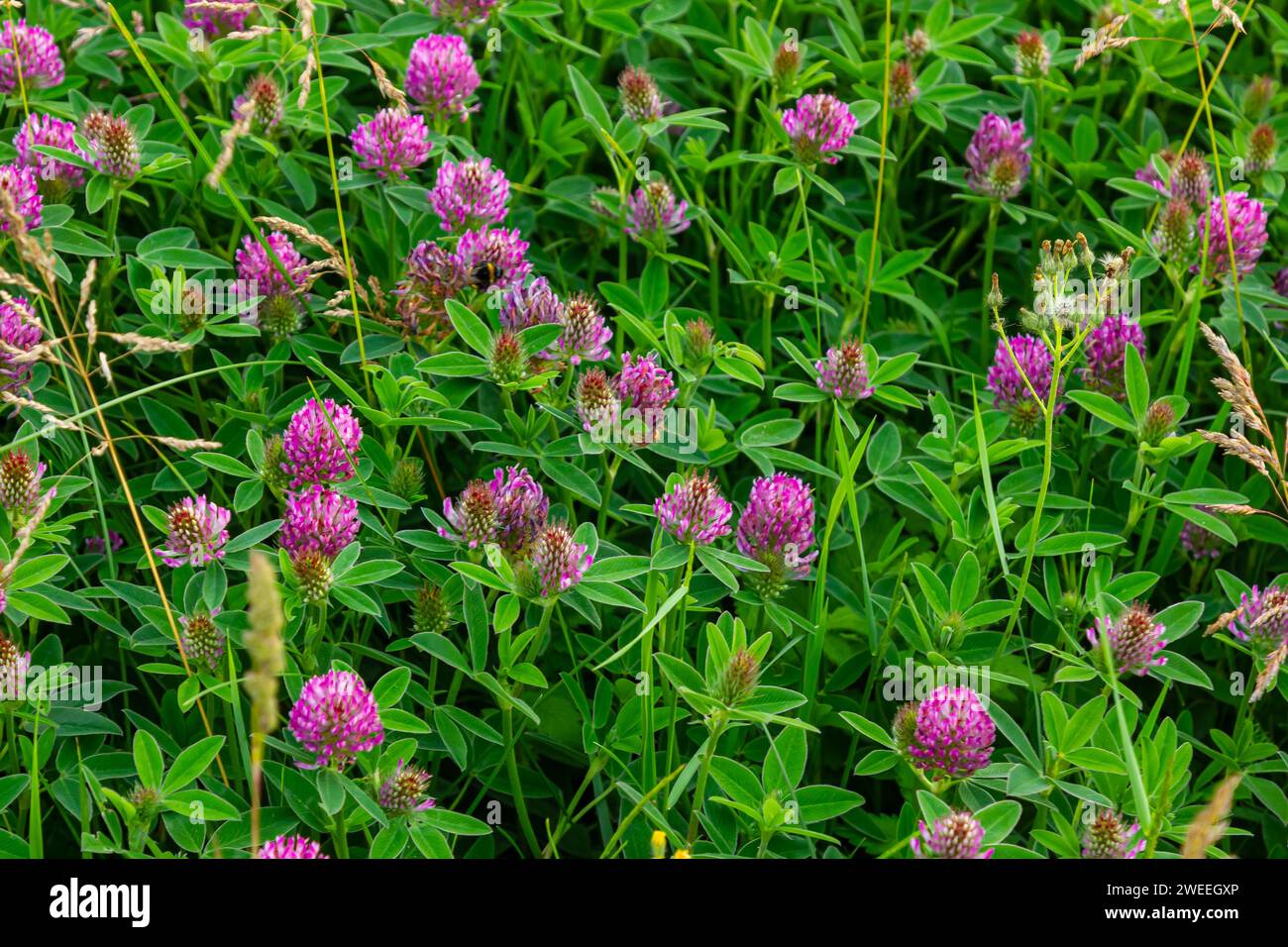 This is the wildflower Trifolium alpestre, the Purple globe clover or ...