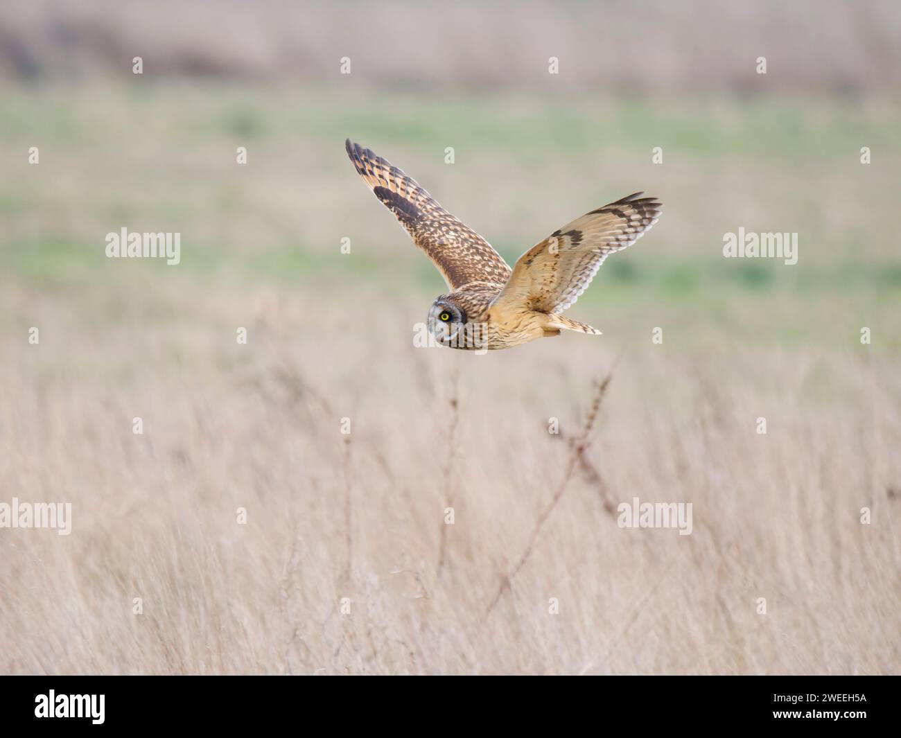 Short Eared Owl hunting over marshland Asio flammeus Wallasea Island ...