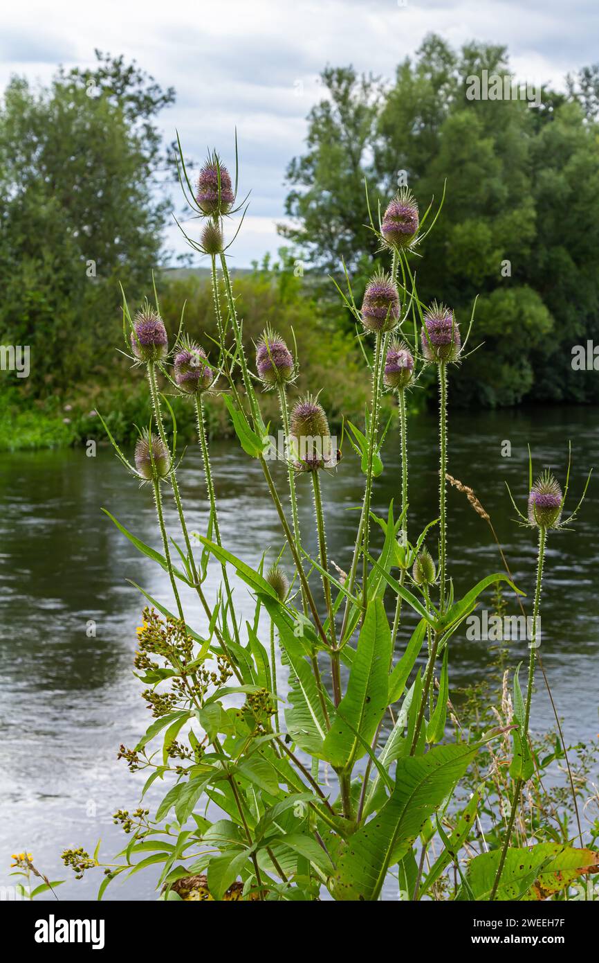 Flowering Wild teasel, Dipsacus fullonum during a summer evening in ...