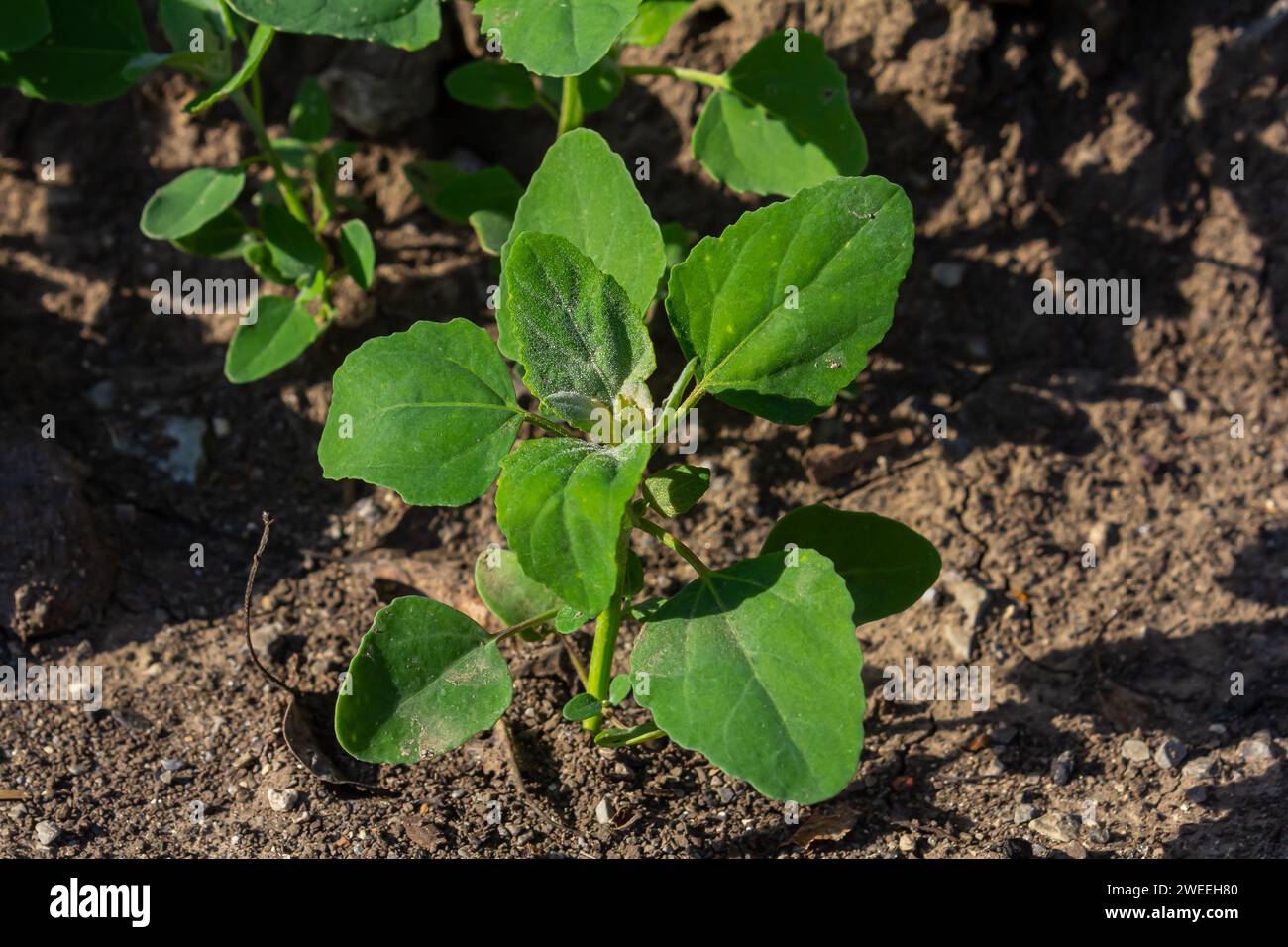 Chenopodium album, edible plant, common names include lamb's quarters ...