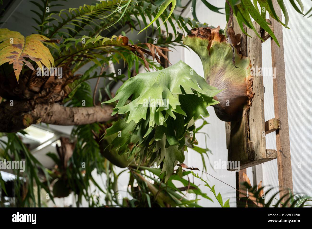 Beautiful platycerium, staghorn fern, deer antler, deer horn shape ...
