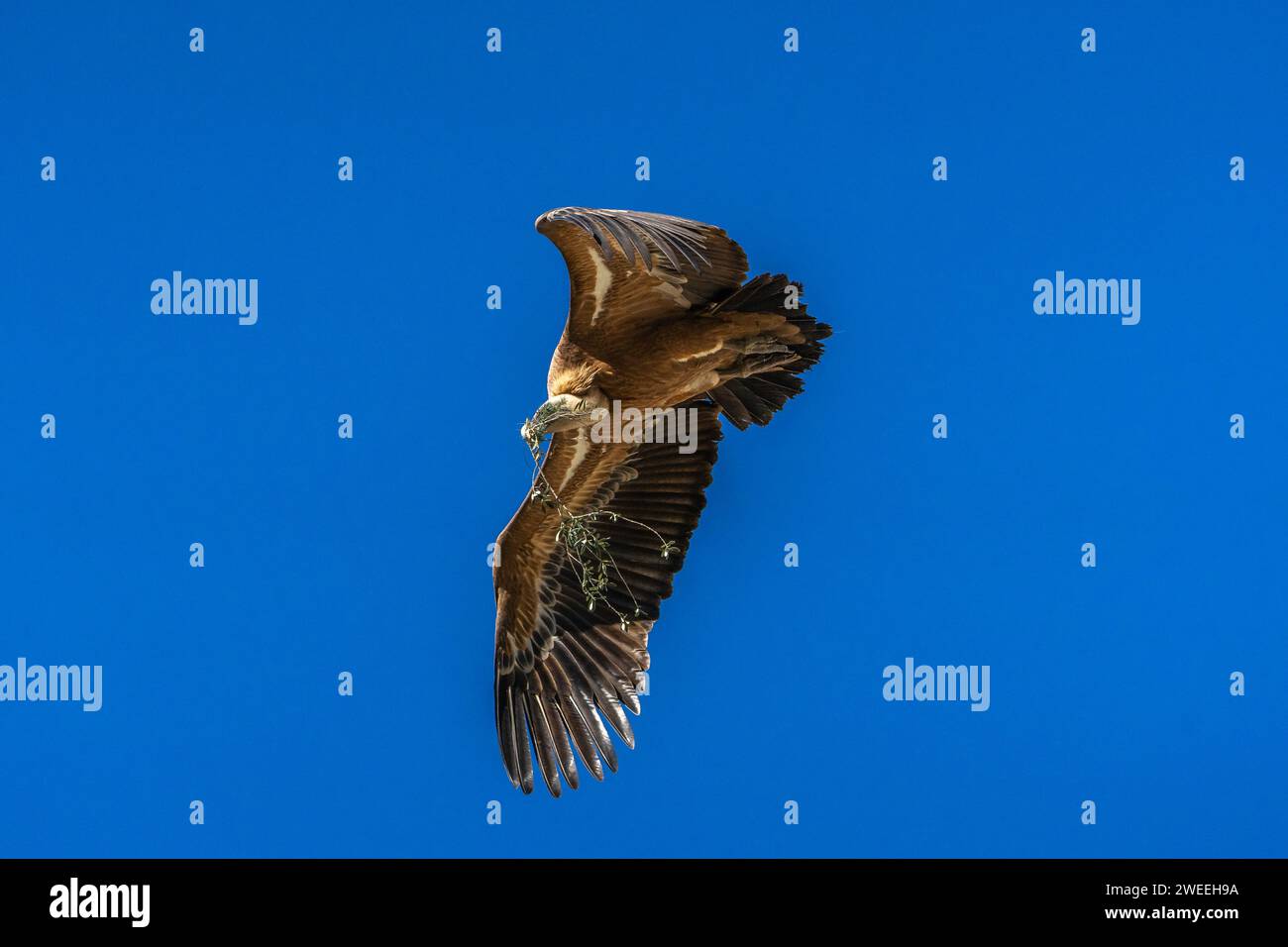 Gyps fulvus building nest (Eurasian griffon Stock Photo - Alamy