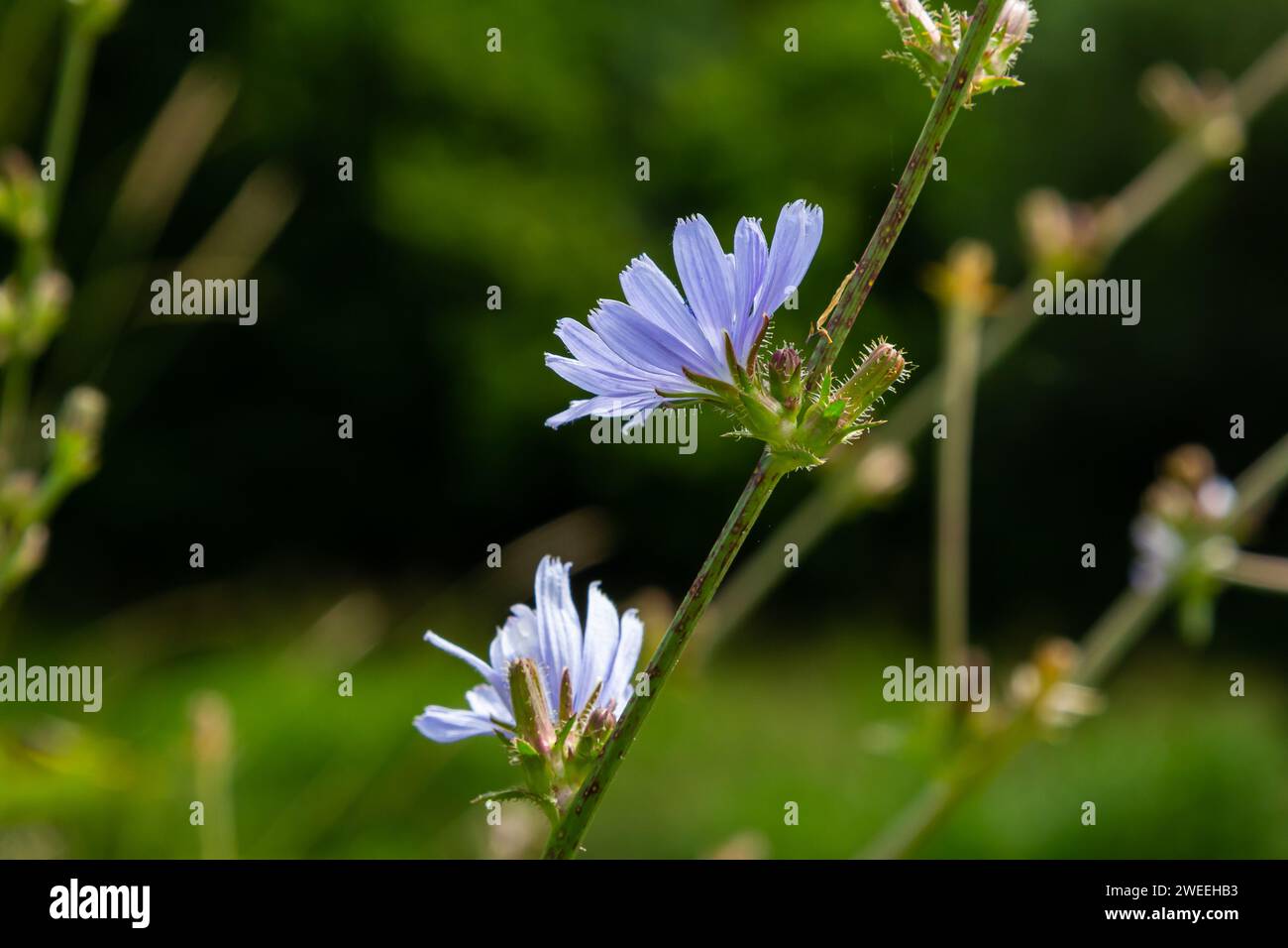 delicate blue flowers of chicory, plants with the Latin name Cichorium ...