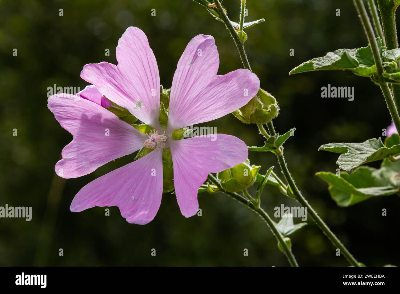 White musk mallow flower hi-res stock photography and images - Alamy