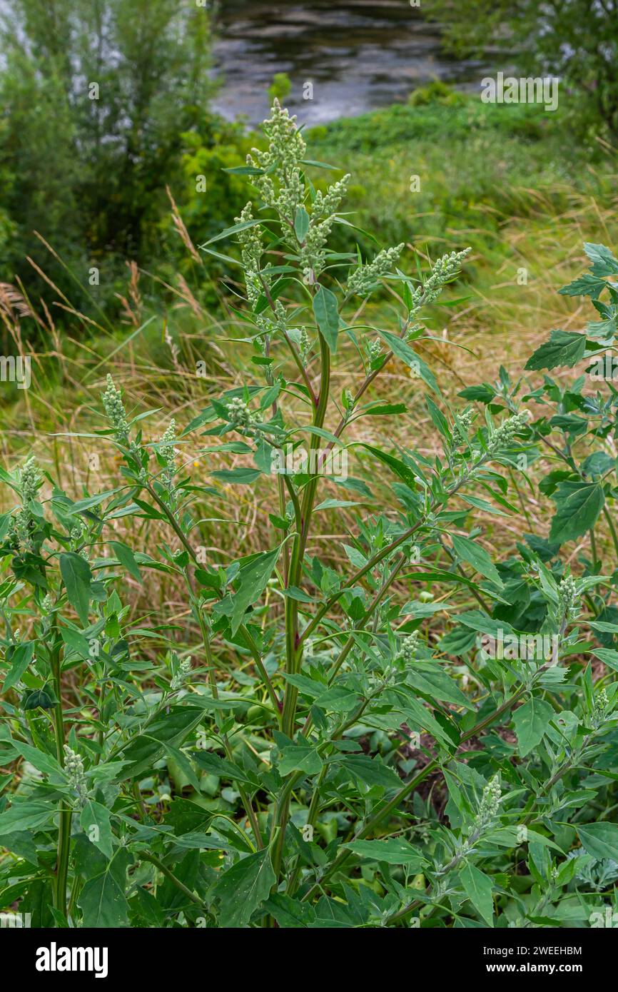 Chenopodium album, edible plant, common names include lamb's quarters ...