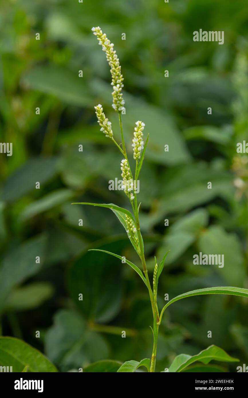 Weed Persicaria lapathifolia grows in a field among agricultural crops ...