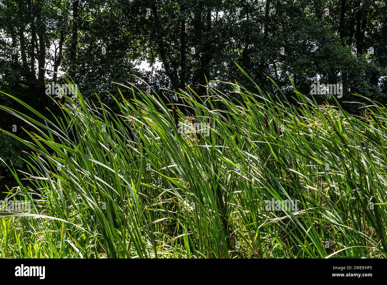 Glyceria maxima, commonly known as great manna grass, reed mannagrass ...
