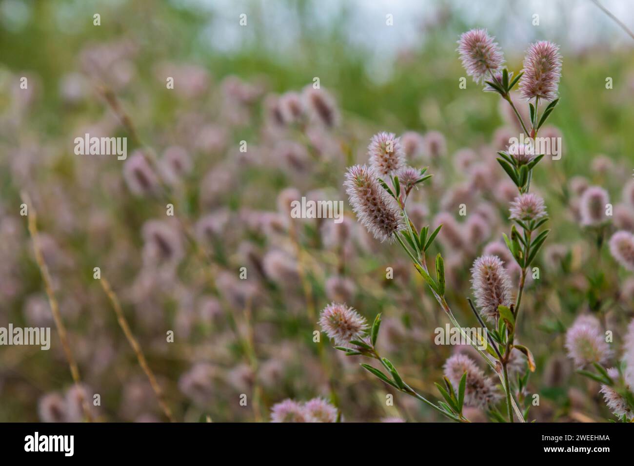 Trifolium arvense closeup. Fluffy clover in a meadow. Summer flora ...
