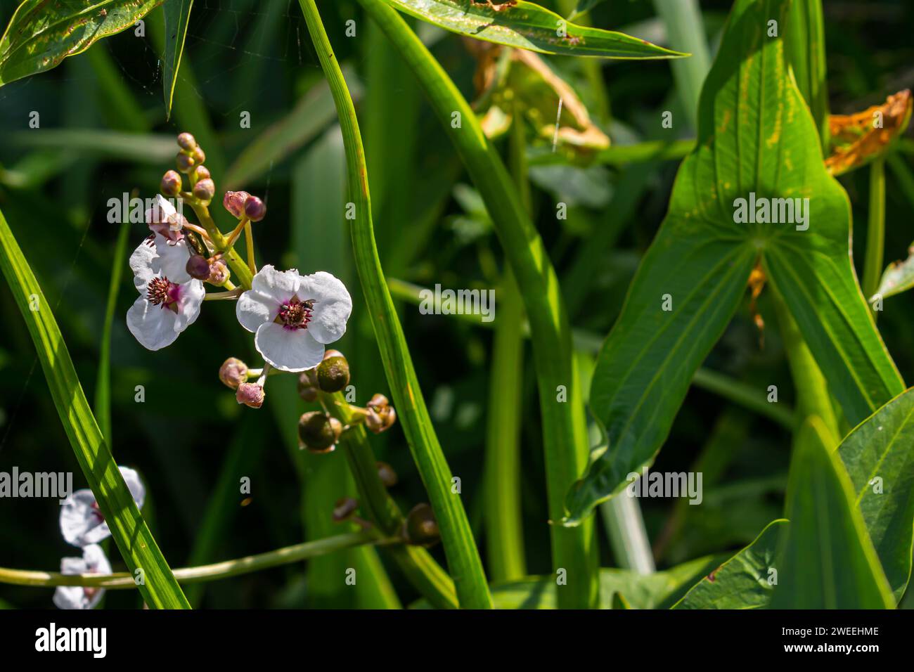 Sagittaria hi-res stock photography and images - Alamy