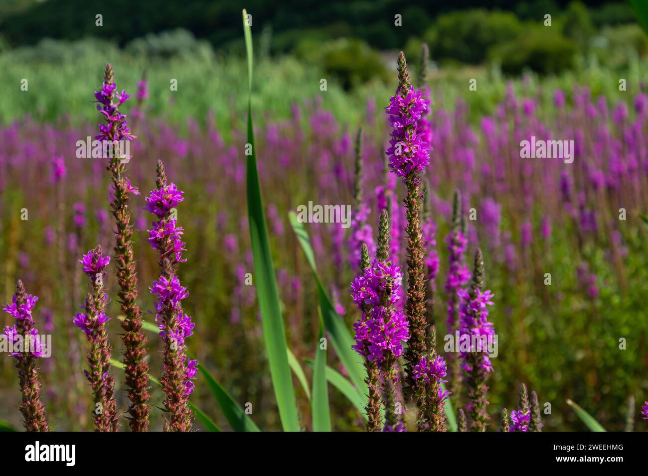 Purple loosestrife Lythrum salicaria inflorescence. Flower spike of ...
