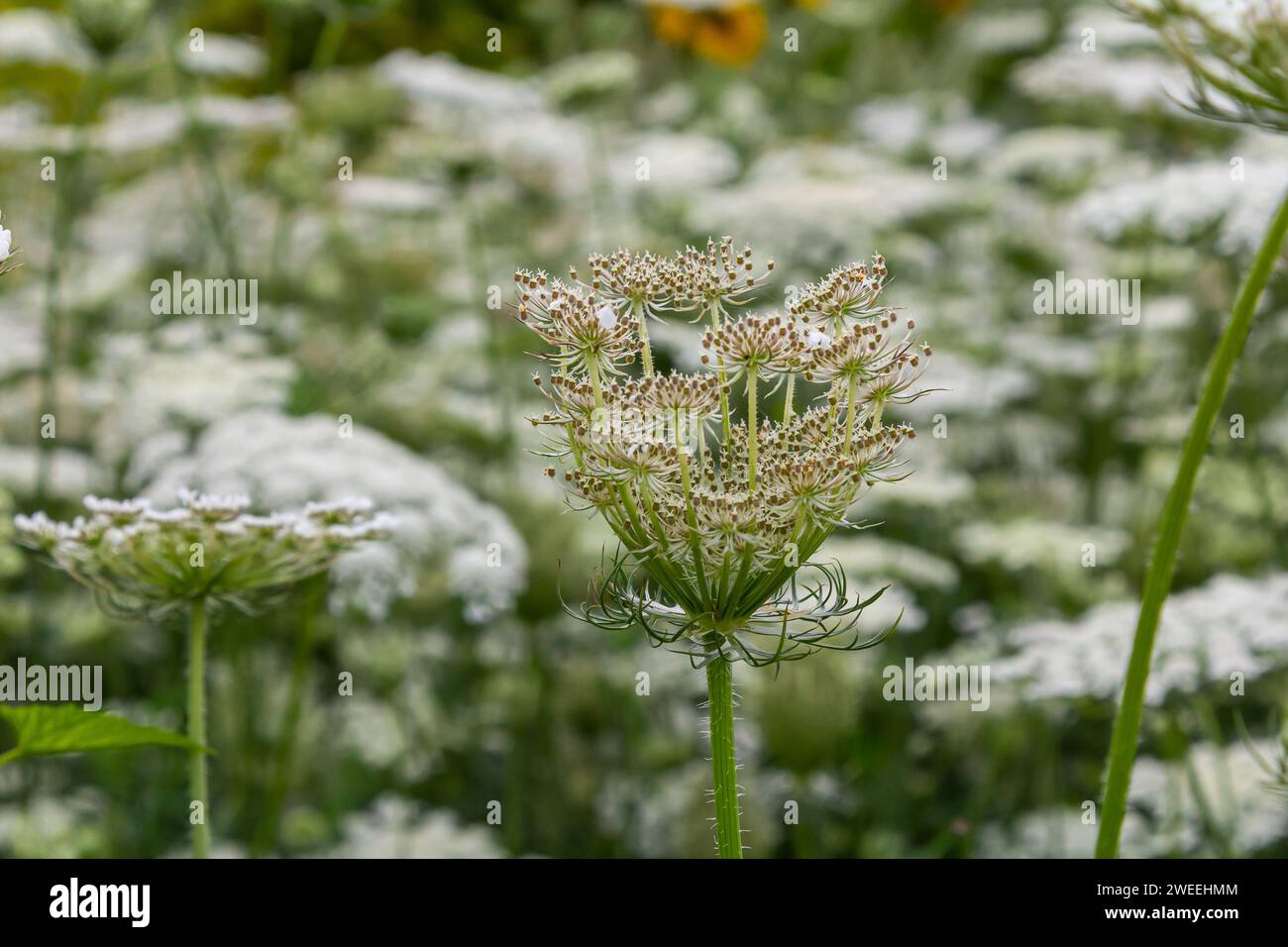 Daucus carota purple hi-res stock photography and images - Alamy