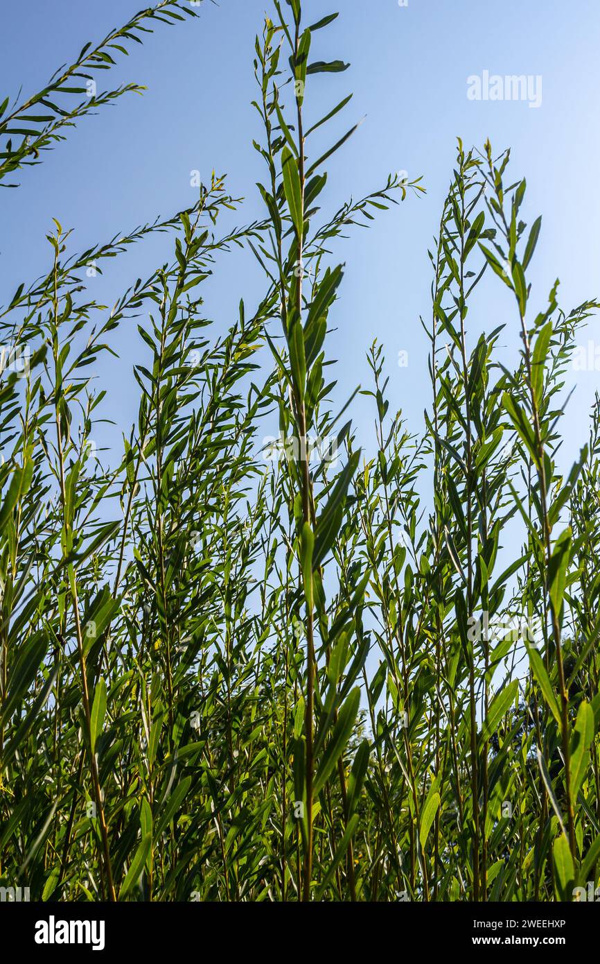 Salix purpurea purple willow or osier is a species of Salix native to ...