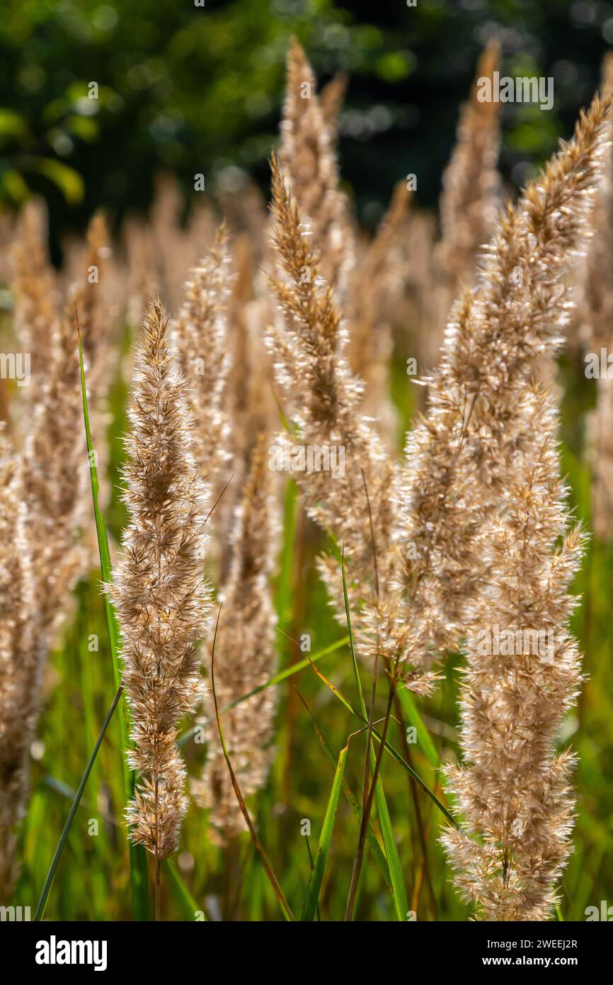 Inflorescence of wood small-reed Calamagrostis epigejos on a meadow ...