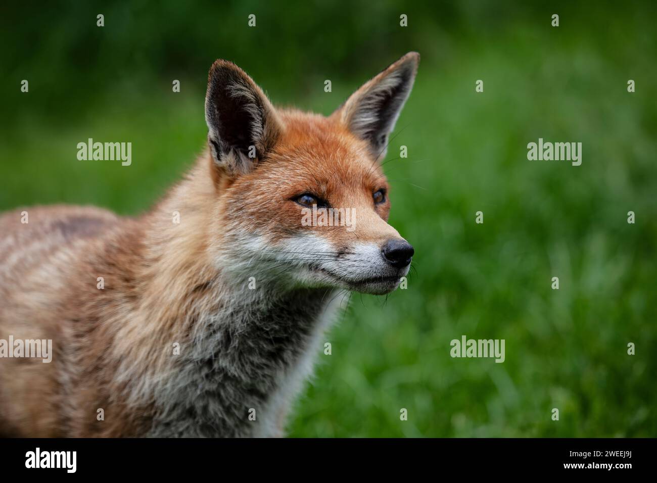 Head and shoulders close up of a Red Fox Vulpes vulpes extensively ...