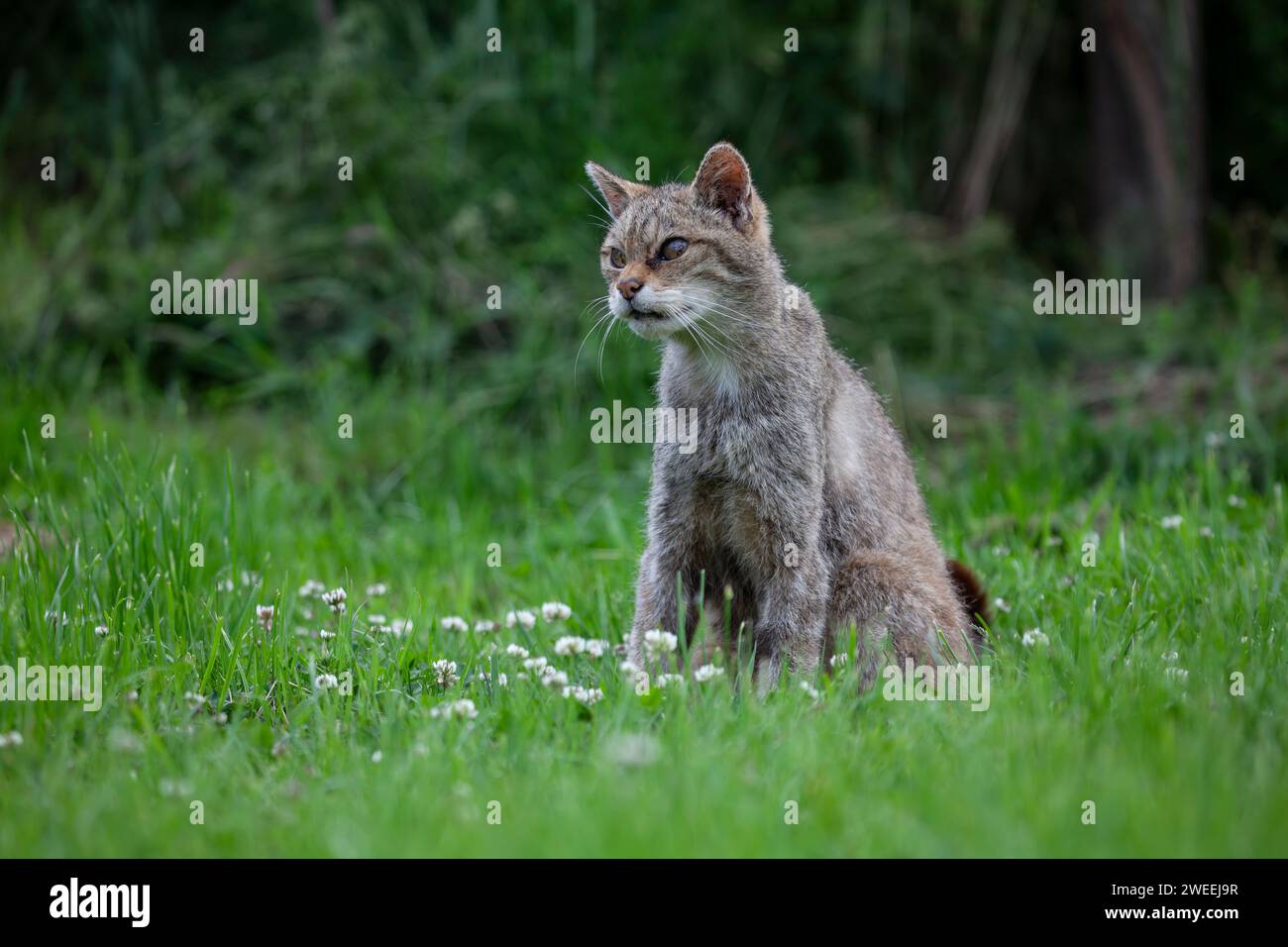Single Scottish Wildcat Felis silvestris silvestris taken under captive ...