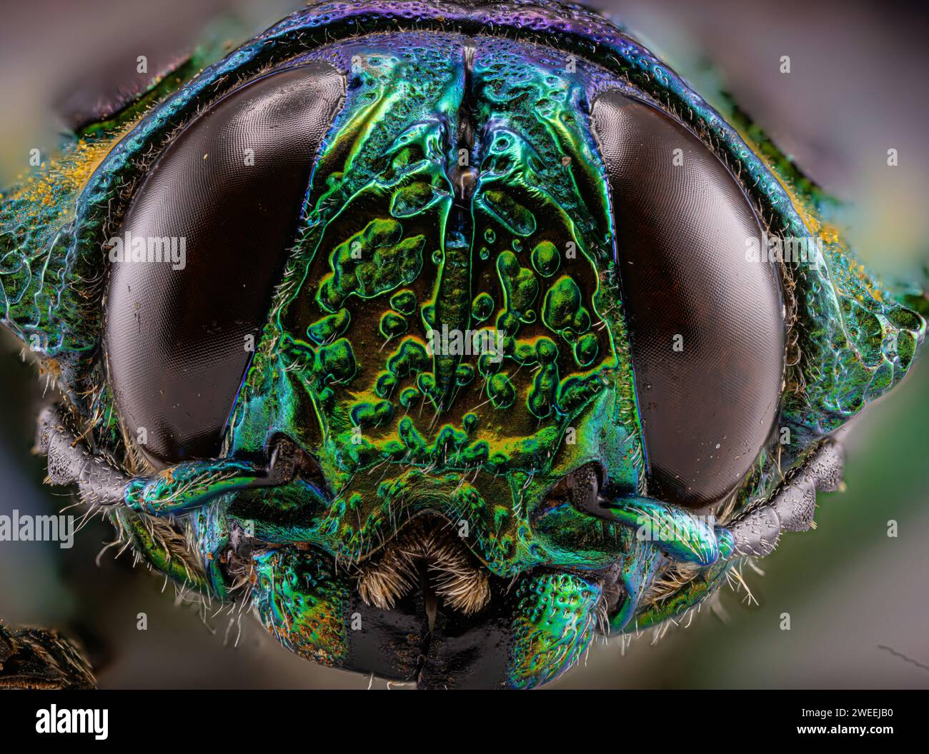 Vibrant insects hi-res stock photography and images - Alamy