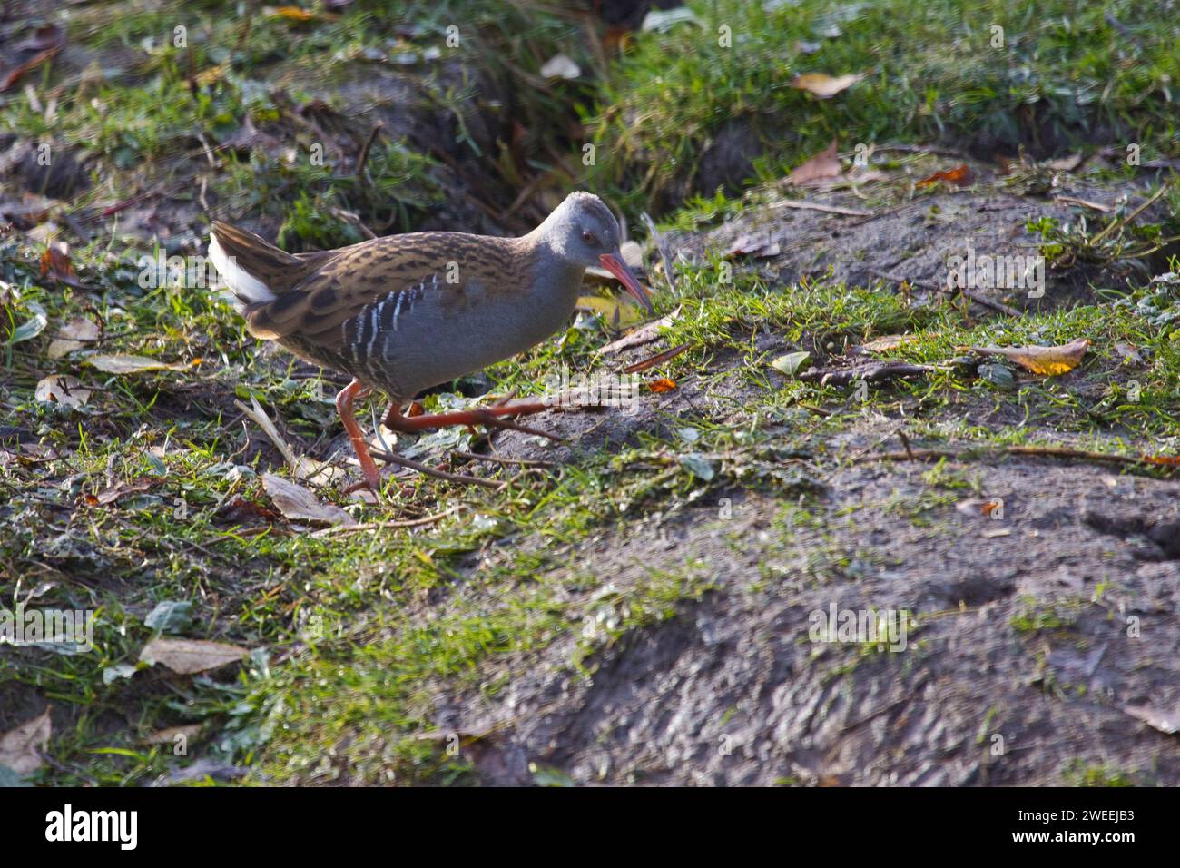 Black an white barred flanks hi-res stock photography and images - Alamy