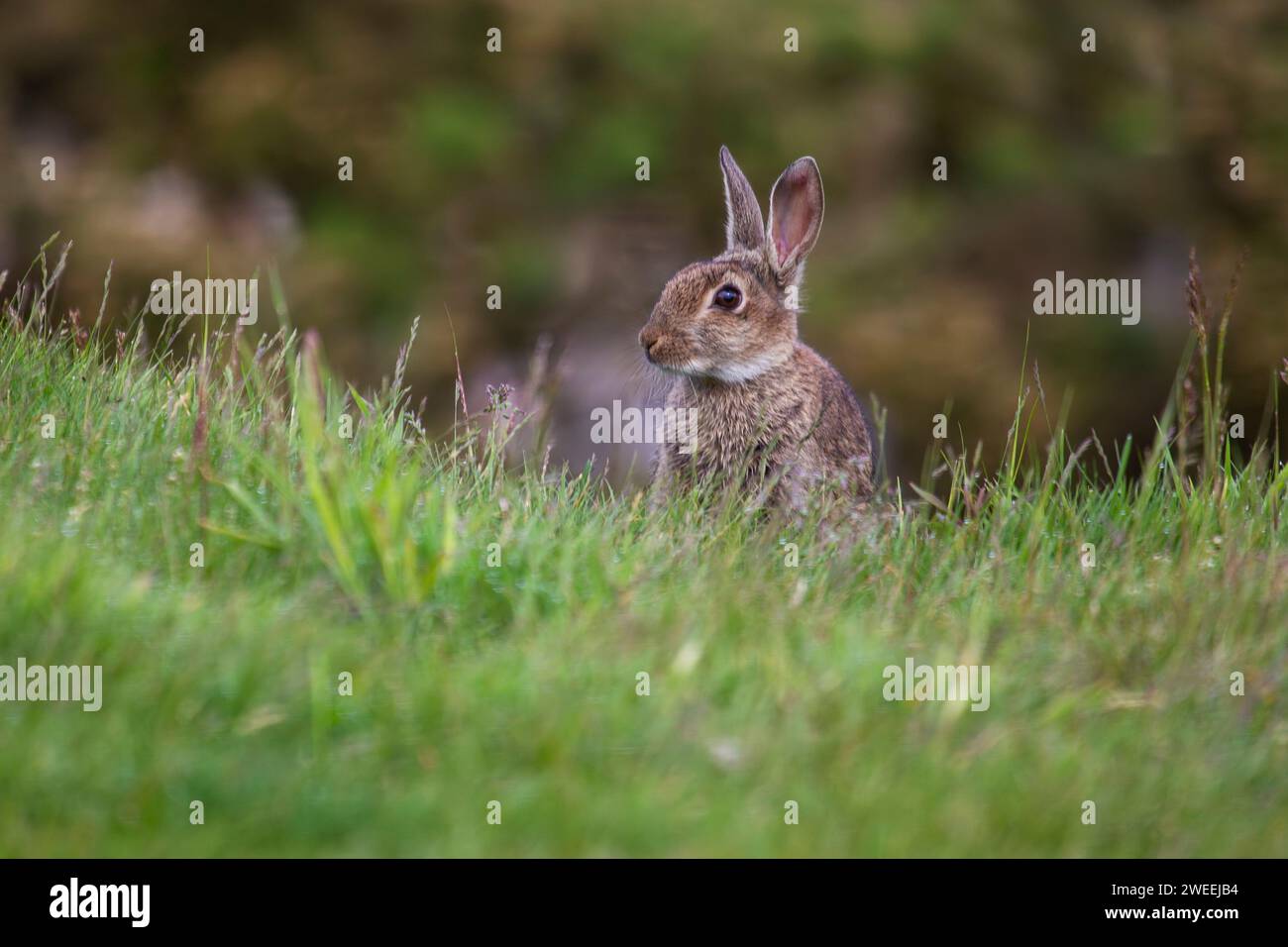 Single European Rabbit Oryctolagus cuniculus peering out from a grass ...