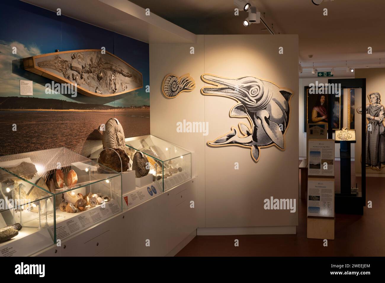 UK, England, Somerset, Weston-super-Mare, Town Museum, local natural ...