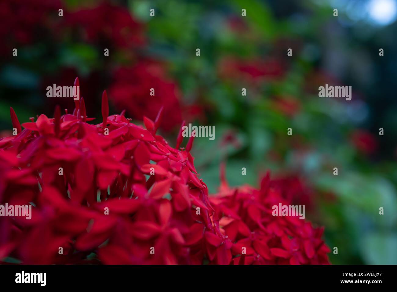 Red flowers on green leaves background. West Indian jasmine or ixora ...