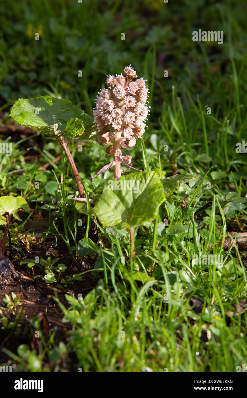 Butterbur, Brock Valley, Forest of Bowland, Lancashire, England, United ...
