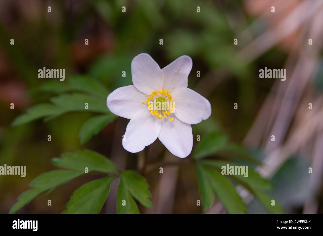 Wood Anemones, Brock Valley, Forest of Bowland, Lancashire, England ...