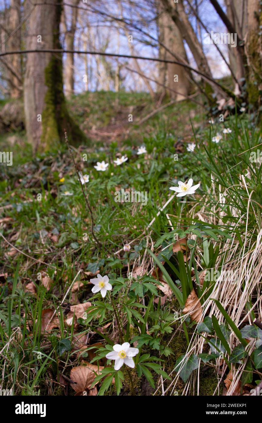 Wood Anemones, Brock Valley, Forest of Bowland, Lancashire, England ...