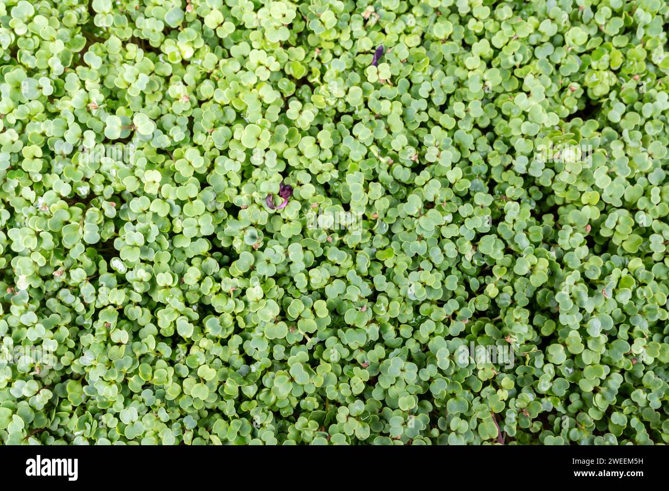 Fresh organic microgreens (baby greens). broccoli microgreens Stock ...