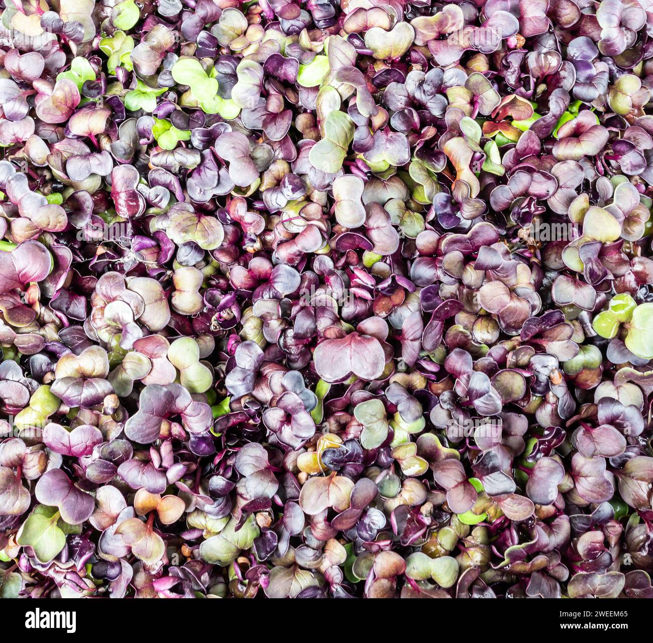 Baby radish hi-res stock photography and images - Alamy