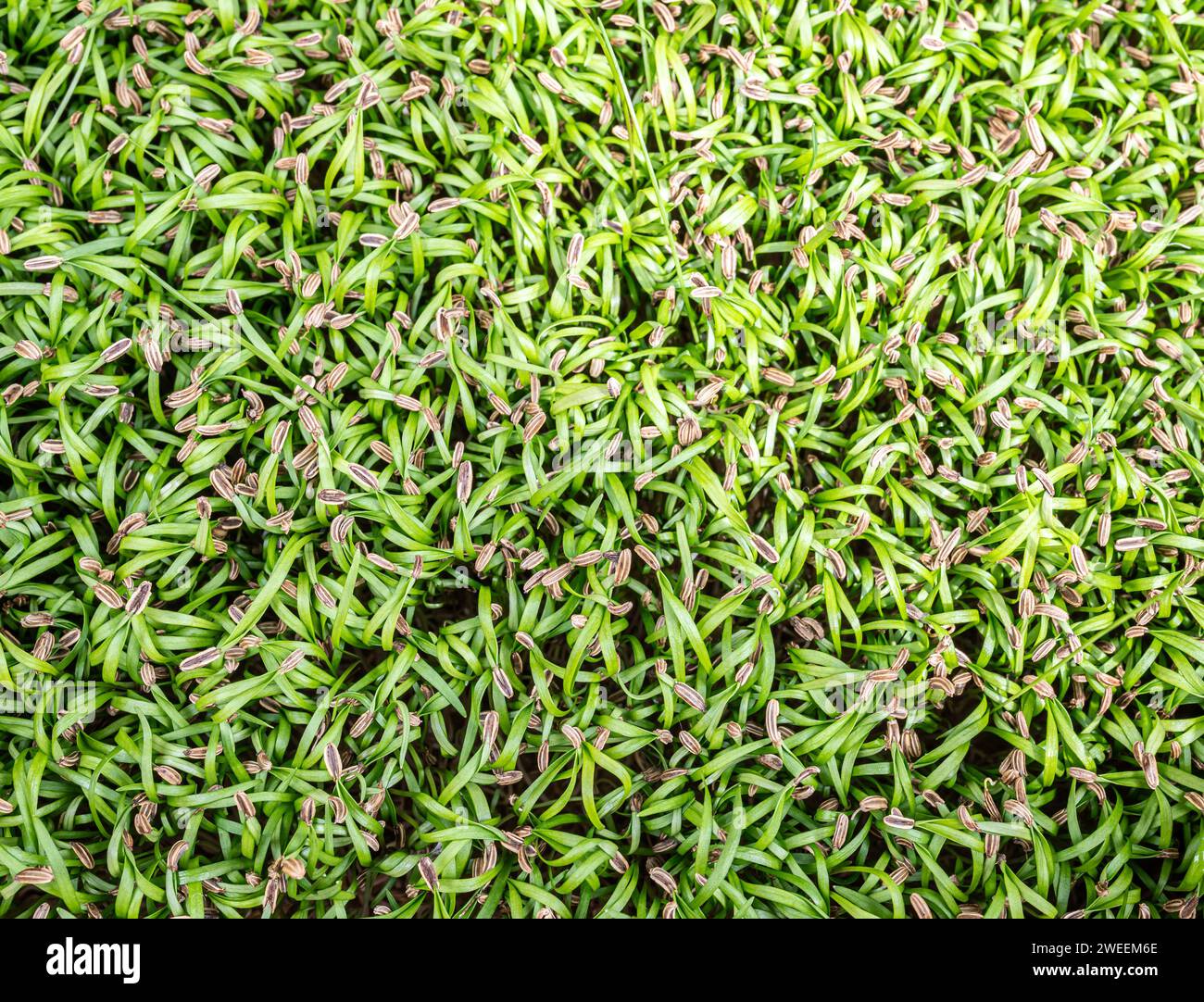 Fennel Napo microgreens (baby greens Stock Photo - Alamy