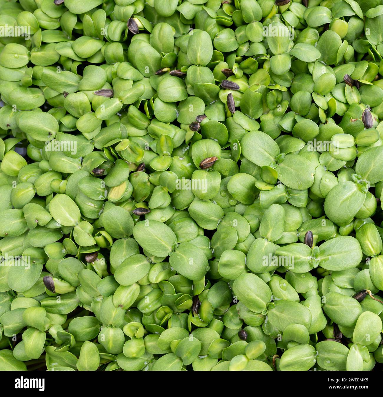 Borage organic microgreens hi-res stock photography and images - Alamy