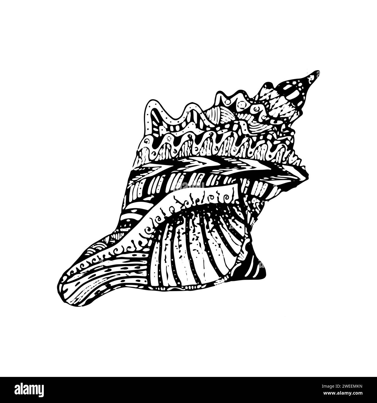 Hand drawn seashell doodle line art Stock Photo - Alamy