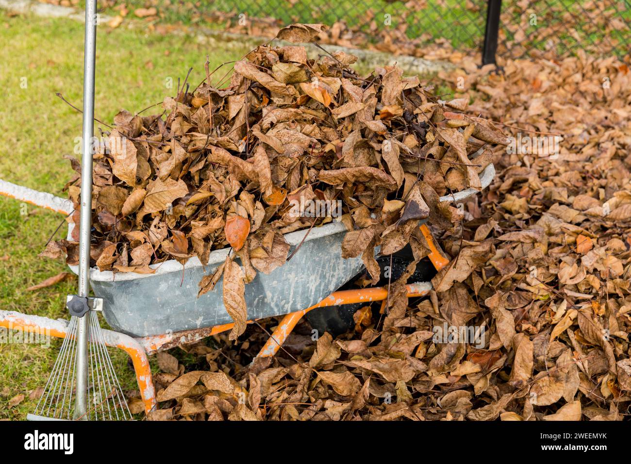 Leaf mulch garden autumn hi-res stock photography and images - Alamy