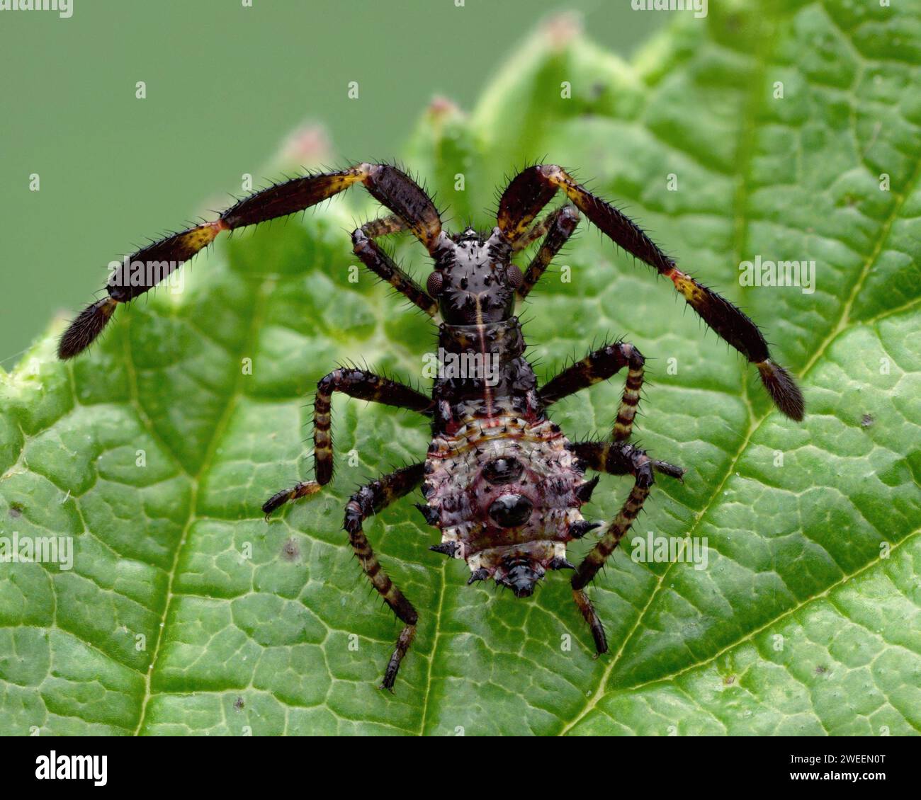 Dorsal view of Dock Bug nymph (Coreus marginatus) on bramble leaf ...