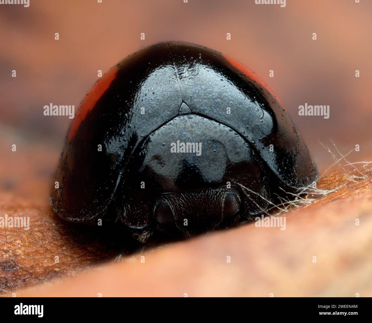 Overwintering Kidney-spot Ladybird (Chilocorus renipustulatus) on leaf ...