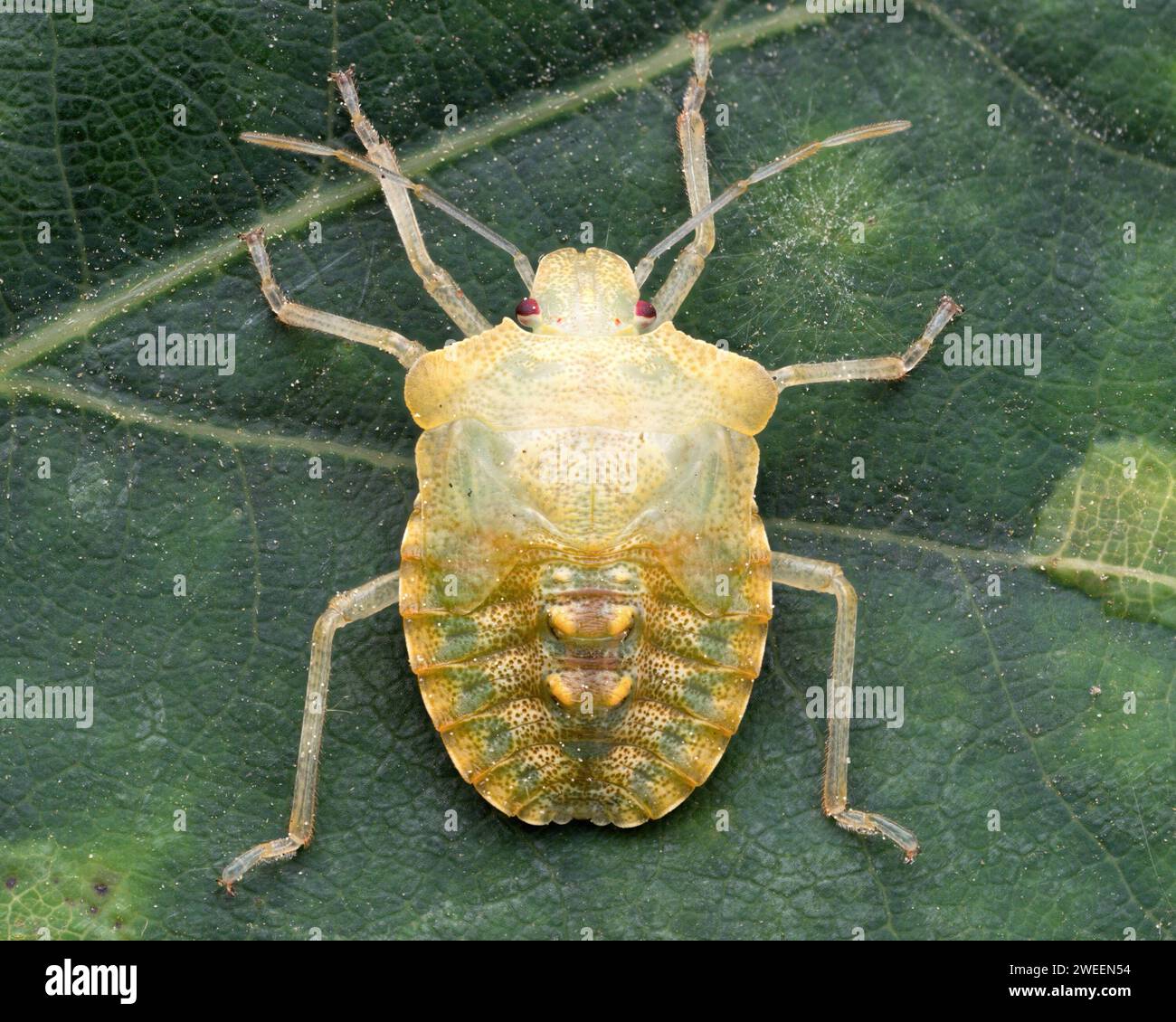 Teneral forest shieldbug final instar nymph hi-res stock photography ...