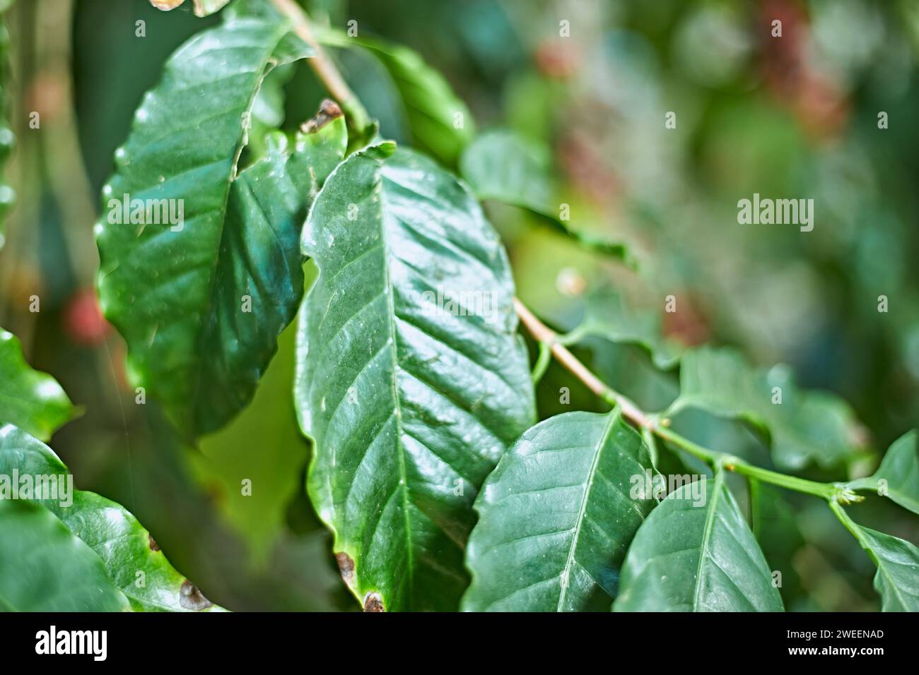 Coffee tree in coffee plantation on the mountain at chiang rai ...