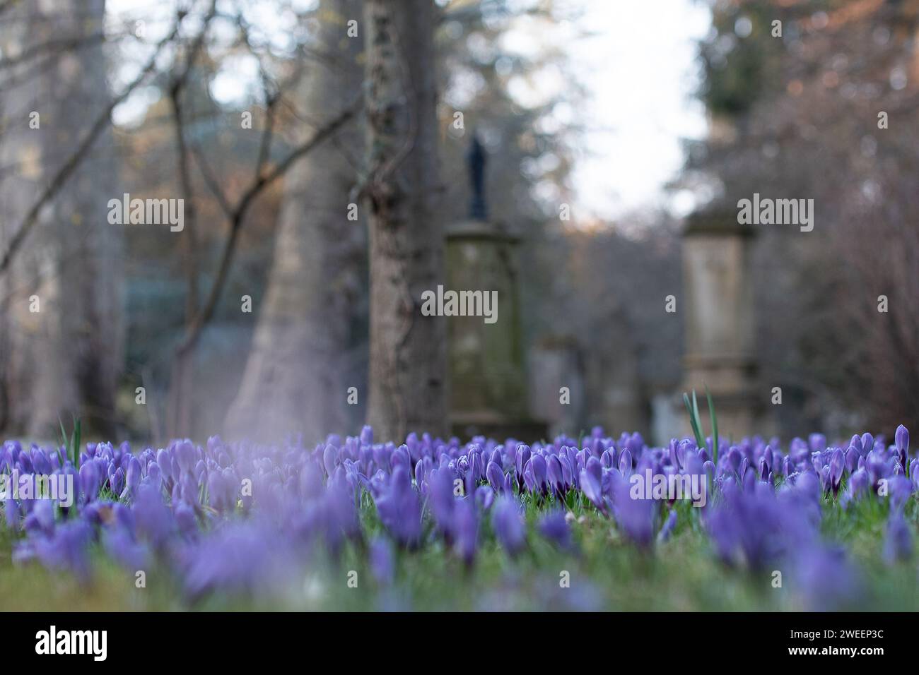 A close-up shot of vibrant crocuses in a historic cemetery setting ...