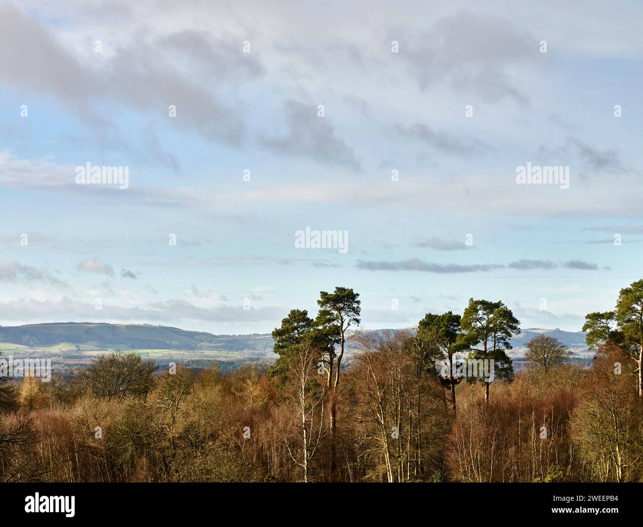 Wooded countryside with blue skies Stock Photo - Alamy