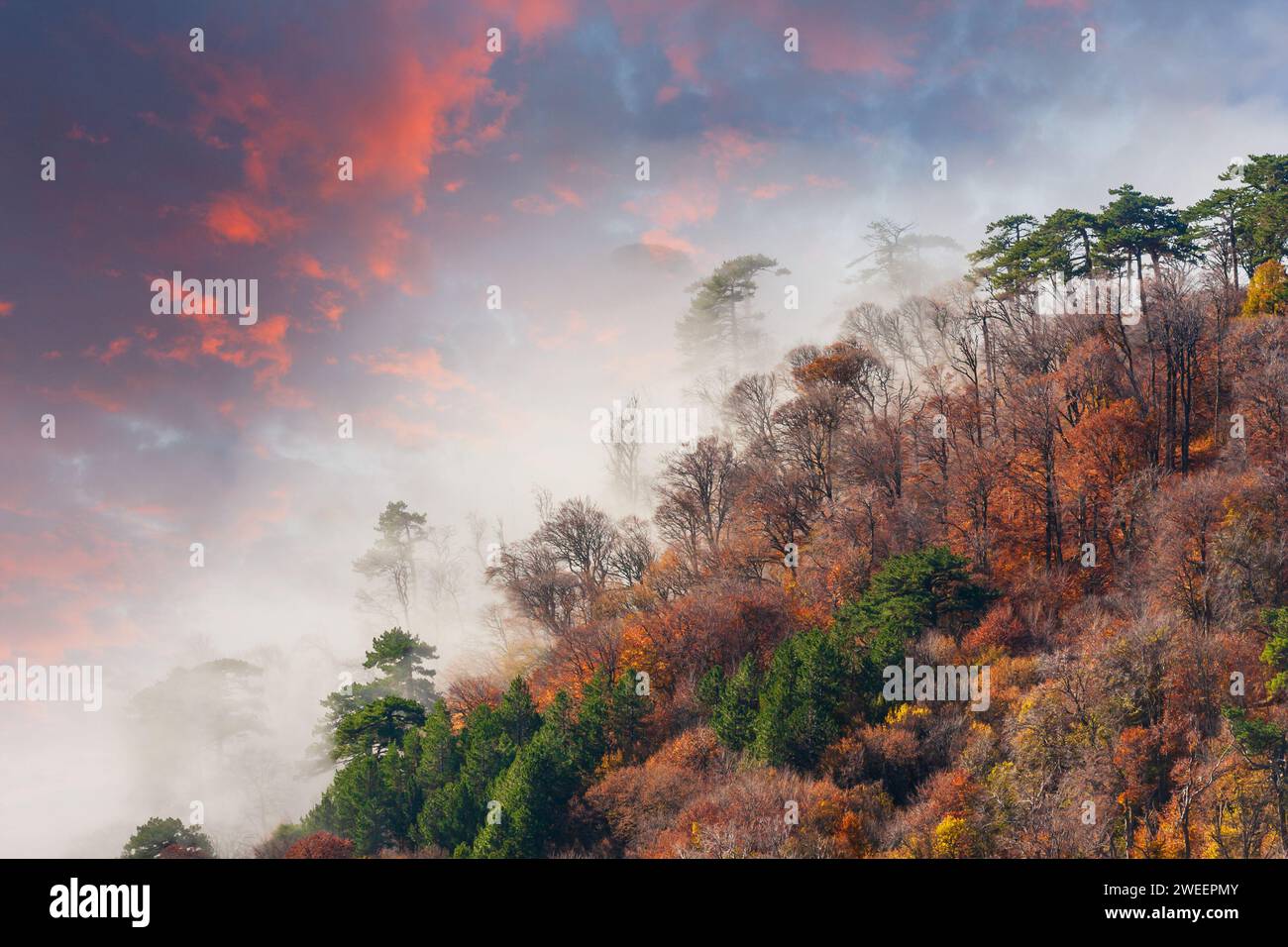 Tress on mountains hi-res stock photography and images - Alamy