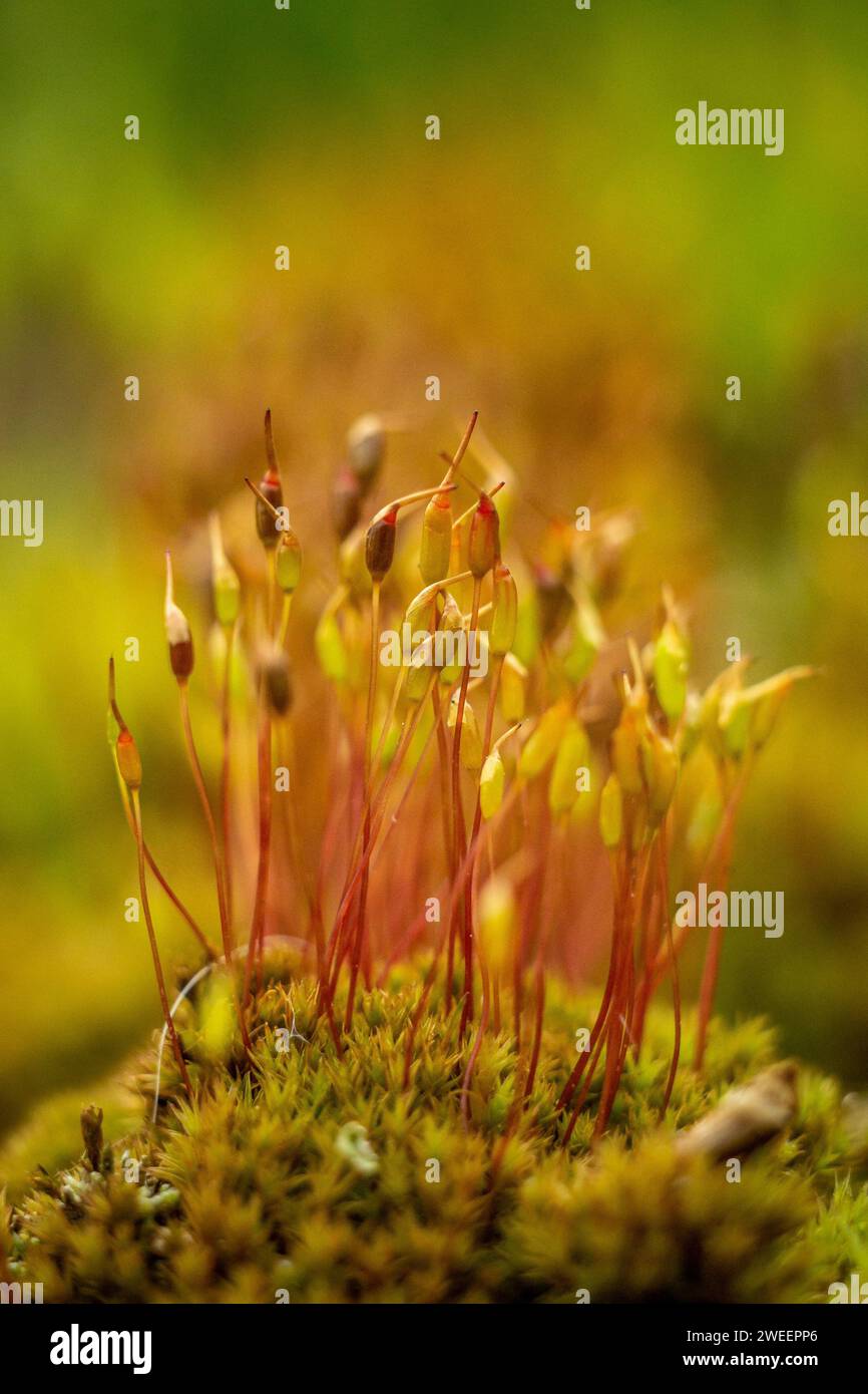 moss sprouts, macro moss, green grass, moss on a blurred natural ...