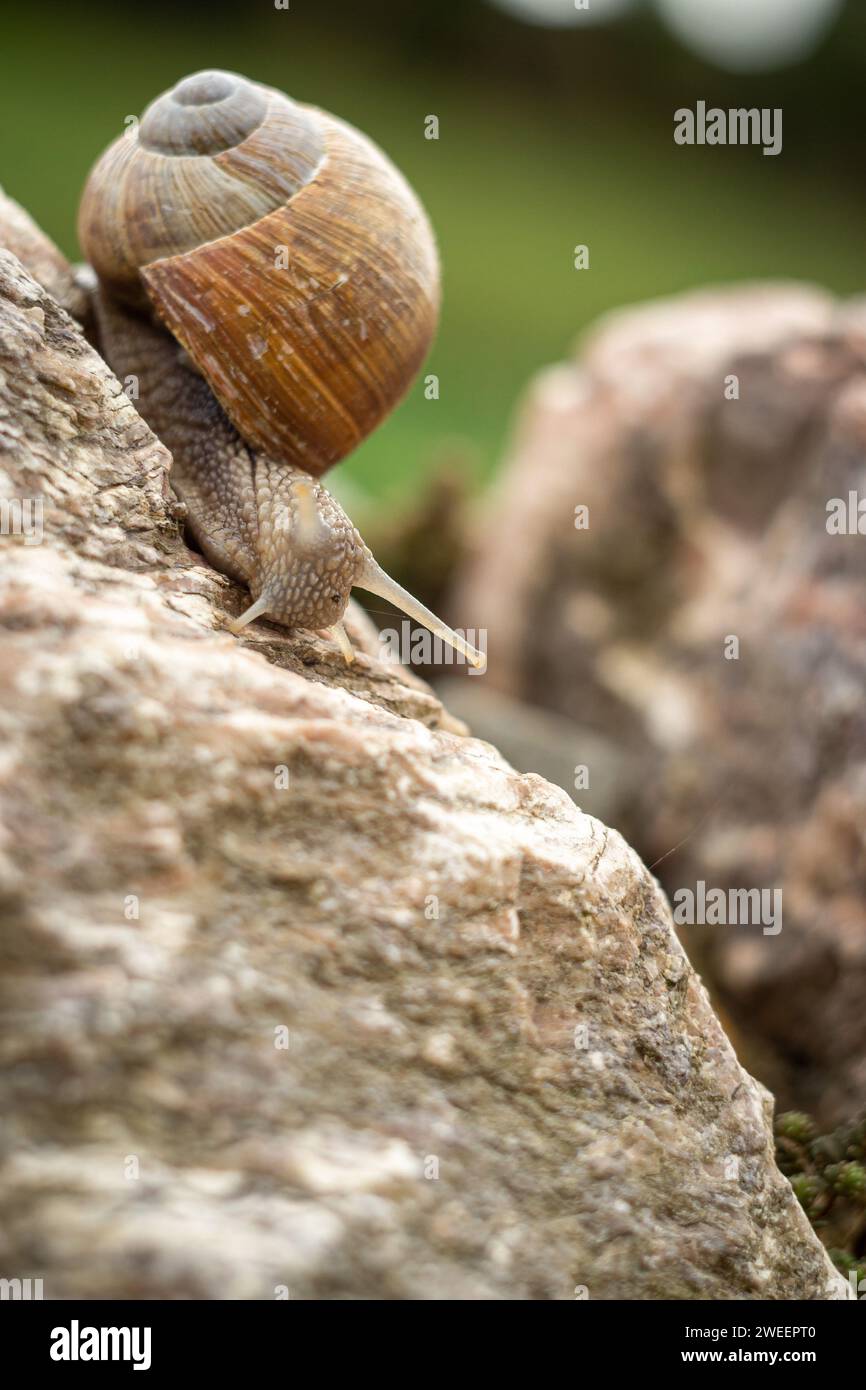large garden snail, macro photography of a garden snail Stock Photo - Alamy