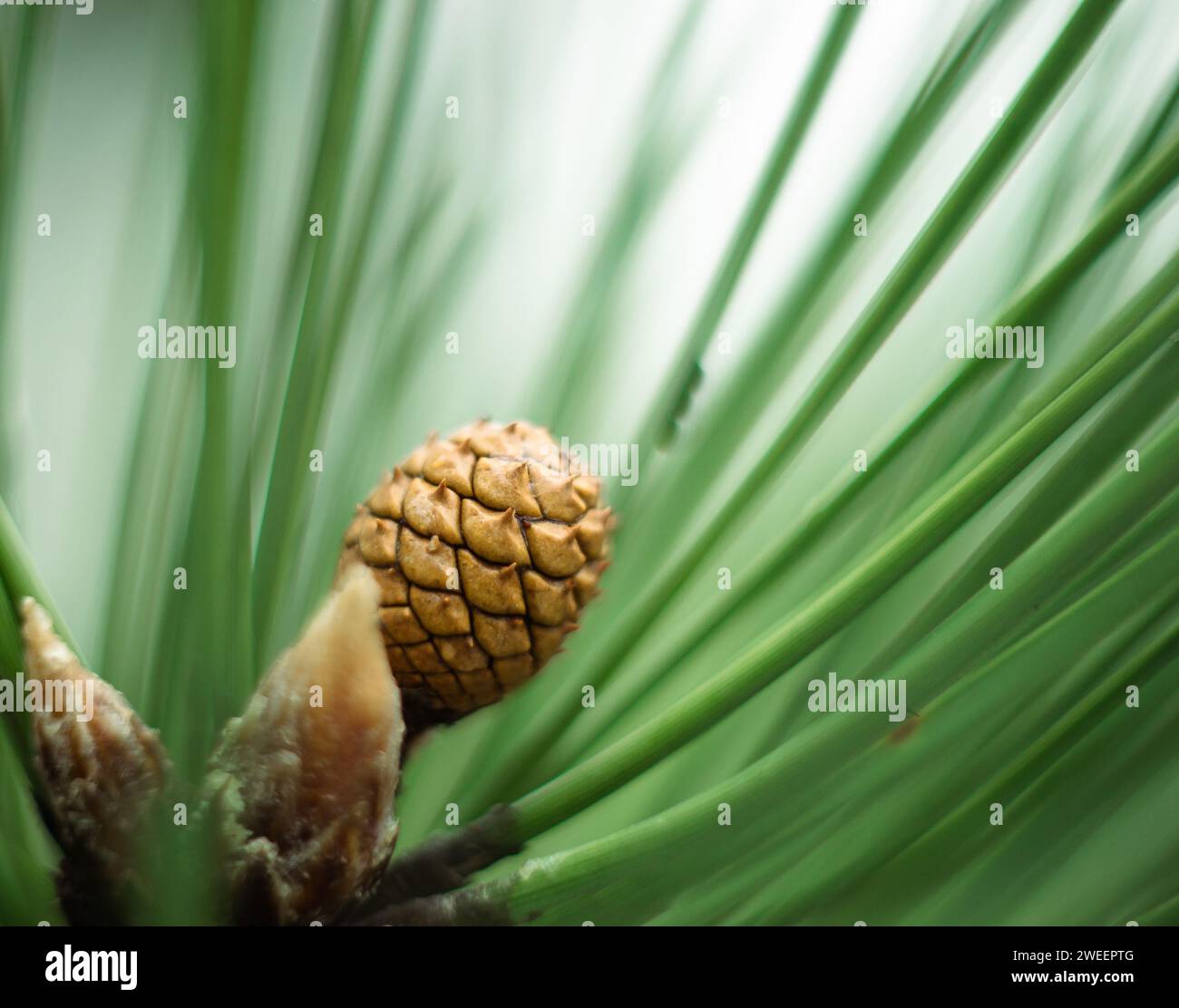 Pine cone buds hi-res stock photography and images - Alamy