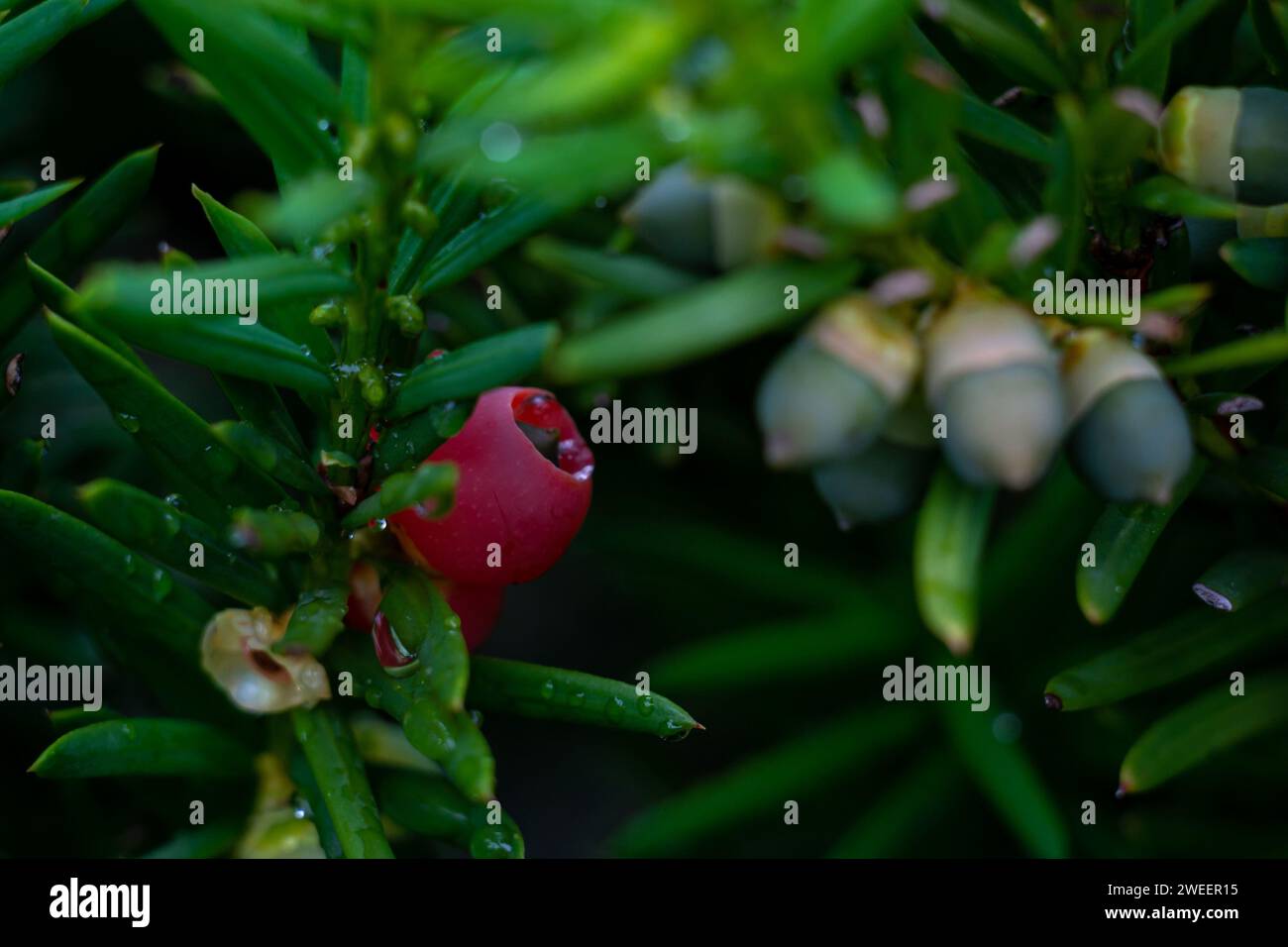 ripe and unripe fruits of berry yew on the branches of a bush after ...