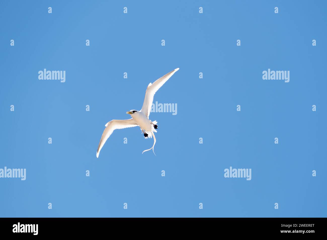 white tailed tropic bird - Phaethon lepturus dorotheae - flying in blue ...