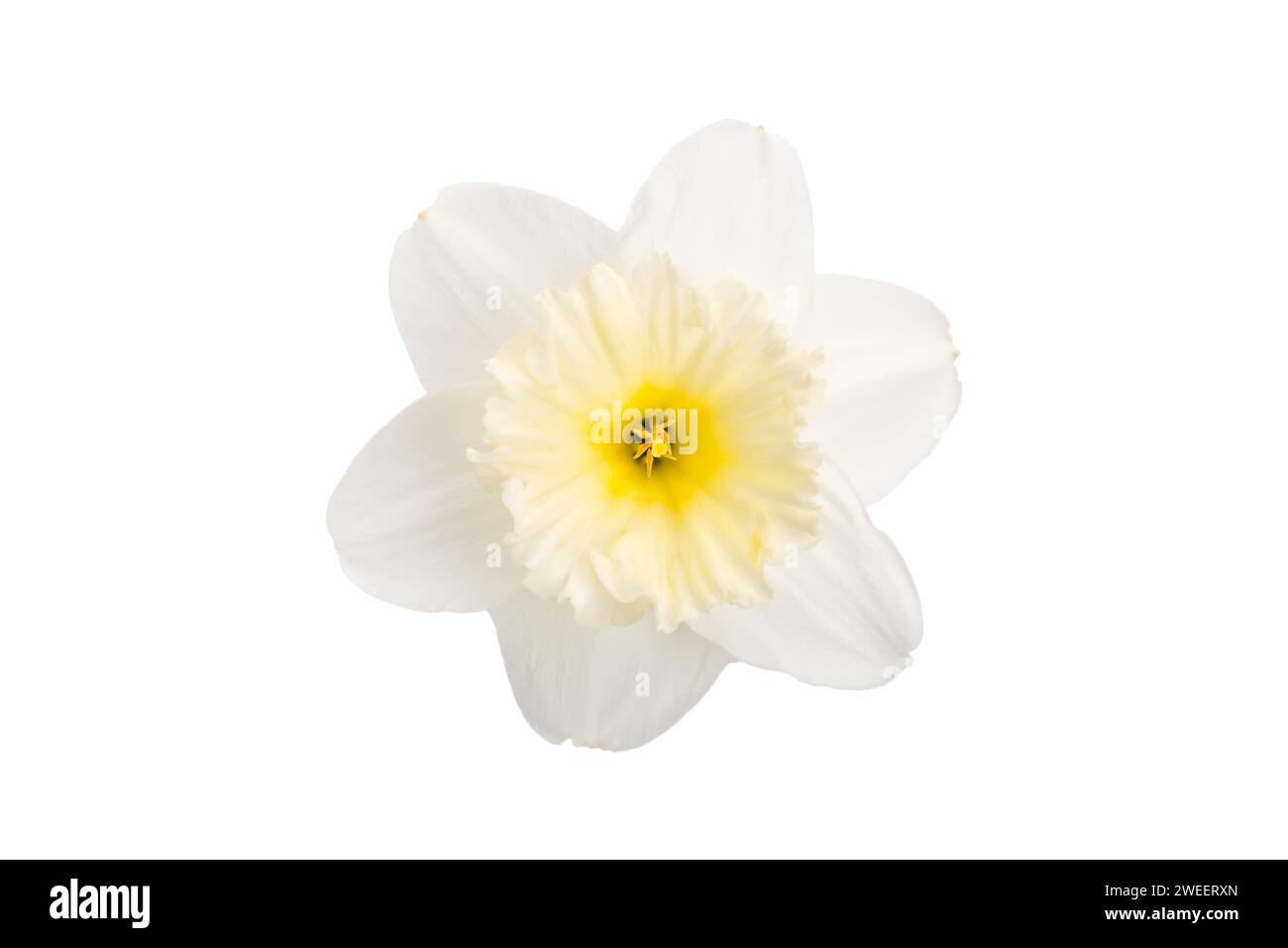 Flower of a daffodil with a yellow center isolated on a white ...