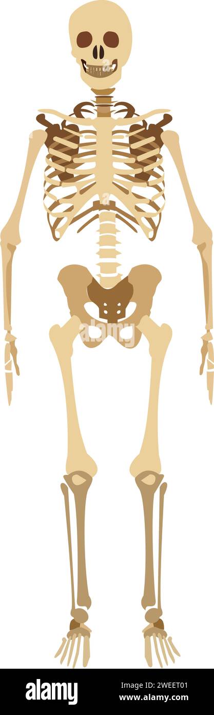 Neanderthal skeleton excavation Stock Vector Images - Alamy